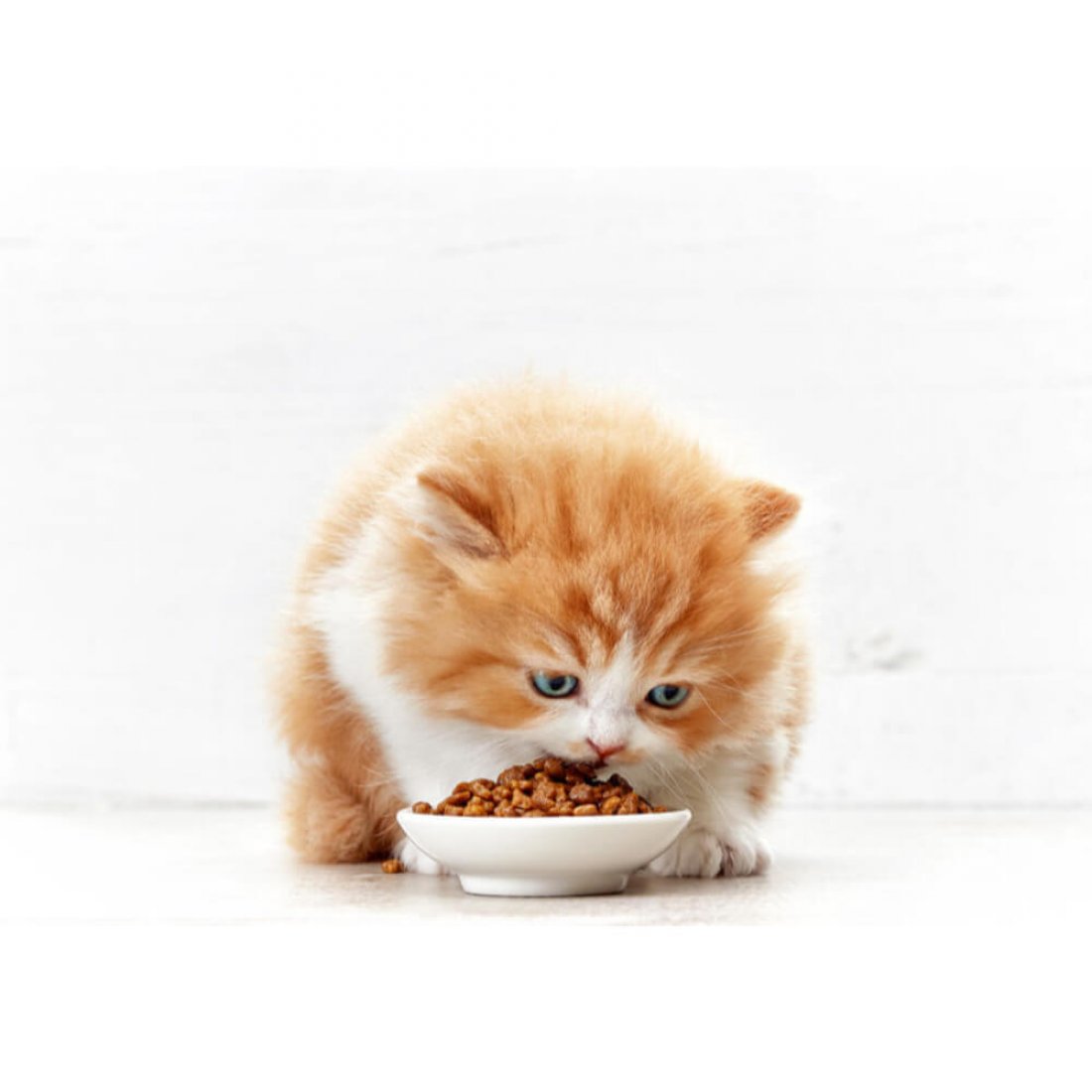 Hrana Umeda pentru Pisicute Plaisir cu Pui, 100g,Hrana Pisicute Plaisir ...